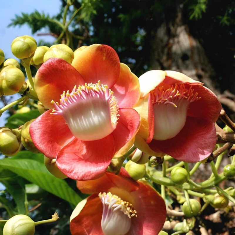 maha vilvam plant – Greenman Garden